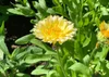 Calendula officinalis 'Ivory Princess' — Charlotte Rhoades Park ...