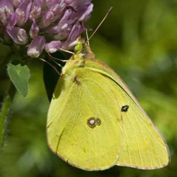 Clouded Sulphur — Charlotte Rhoades Park & Butterfly Garden
