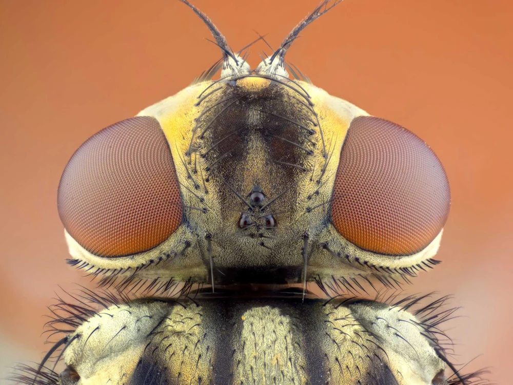 Differences in Colour Perception Between Species — Forest Healing