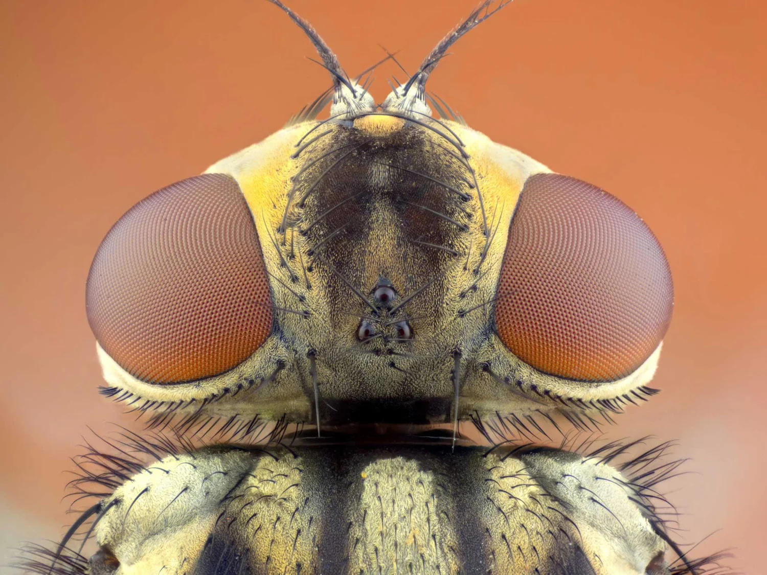 Differences in Colour Perception Between Species — Forest Healing