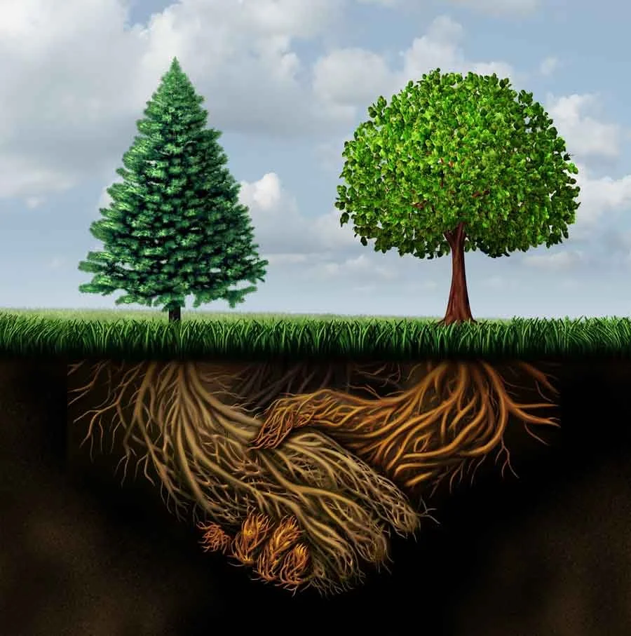 The Wood Wide Web — Forest Healing