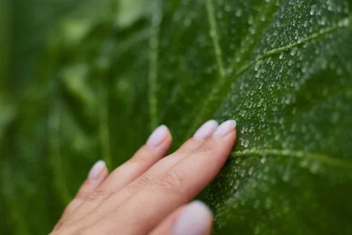 Making Increased Nature Connection a Habit — Forest Healing