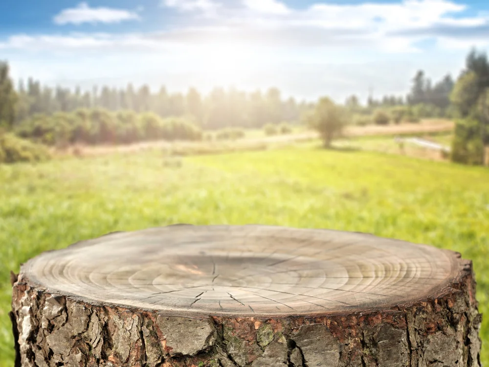 Decoding Nature's Secrets: What Tree Rings Can Teach Us — Forest Healing