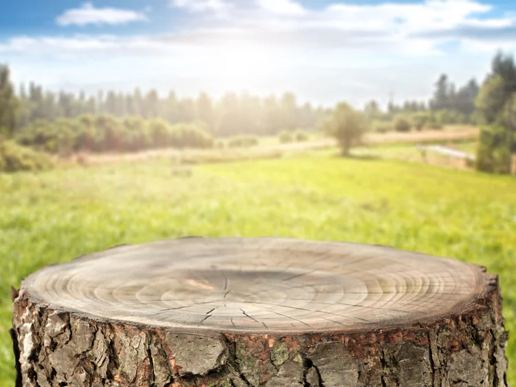 Decoding Nature's Secrets: What Tree Rings Can Teach Us — Forest Healing
