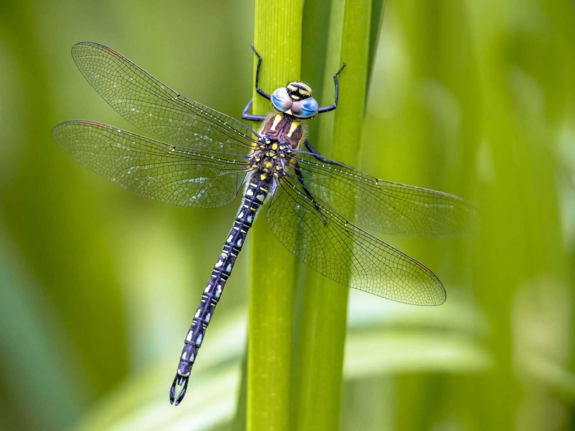 The Fascinating World of Dragonflies - One of Our Most Aerodynamic ...