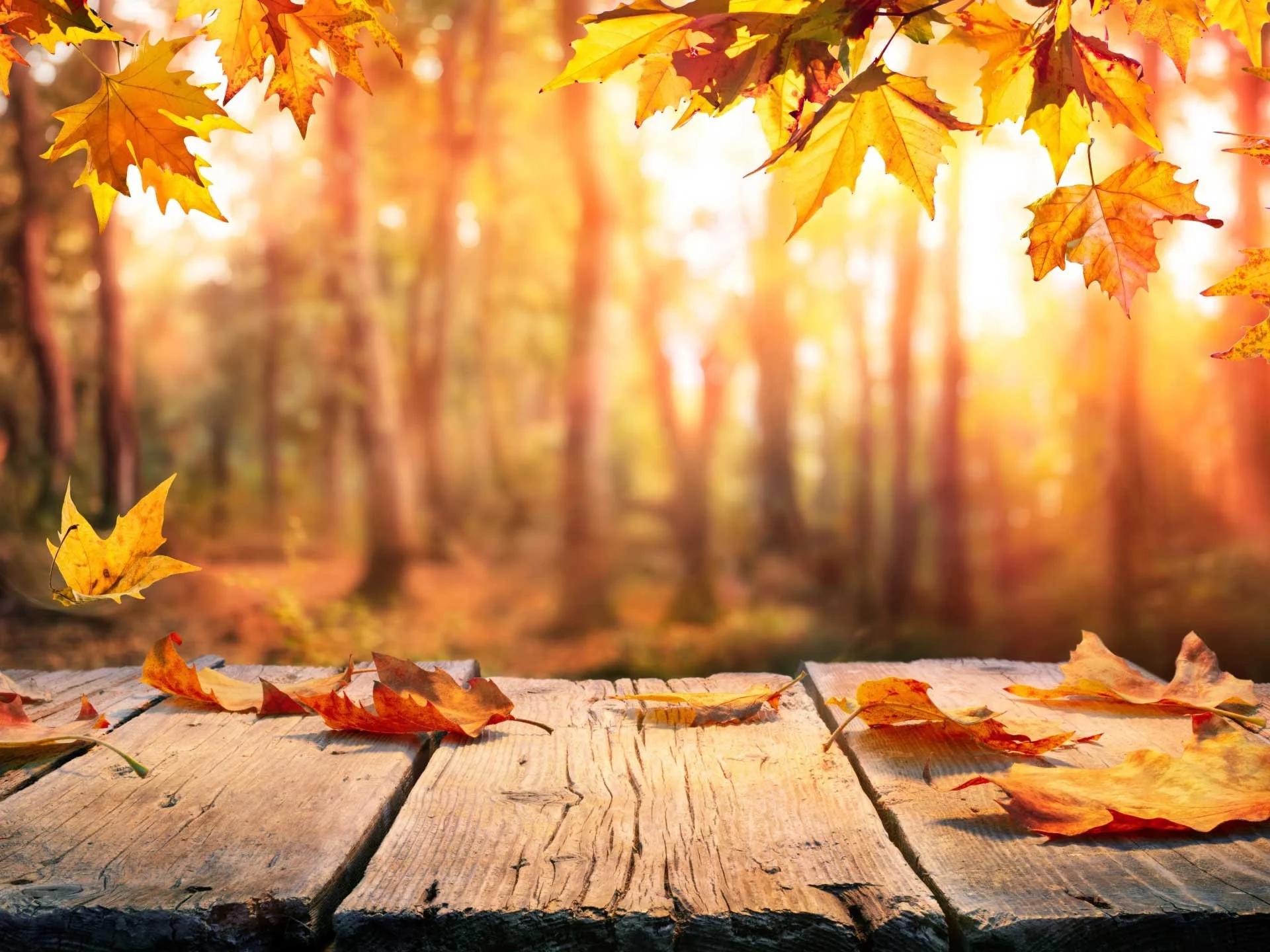 The Legend of the Ghillie Dhu — An Darach Forest Therapy