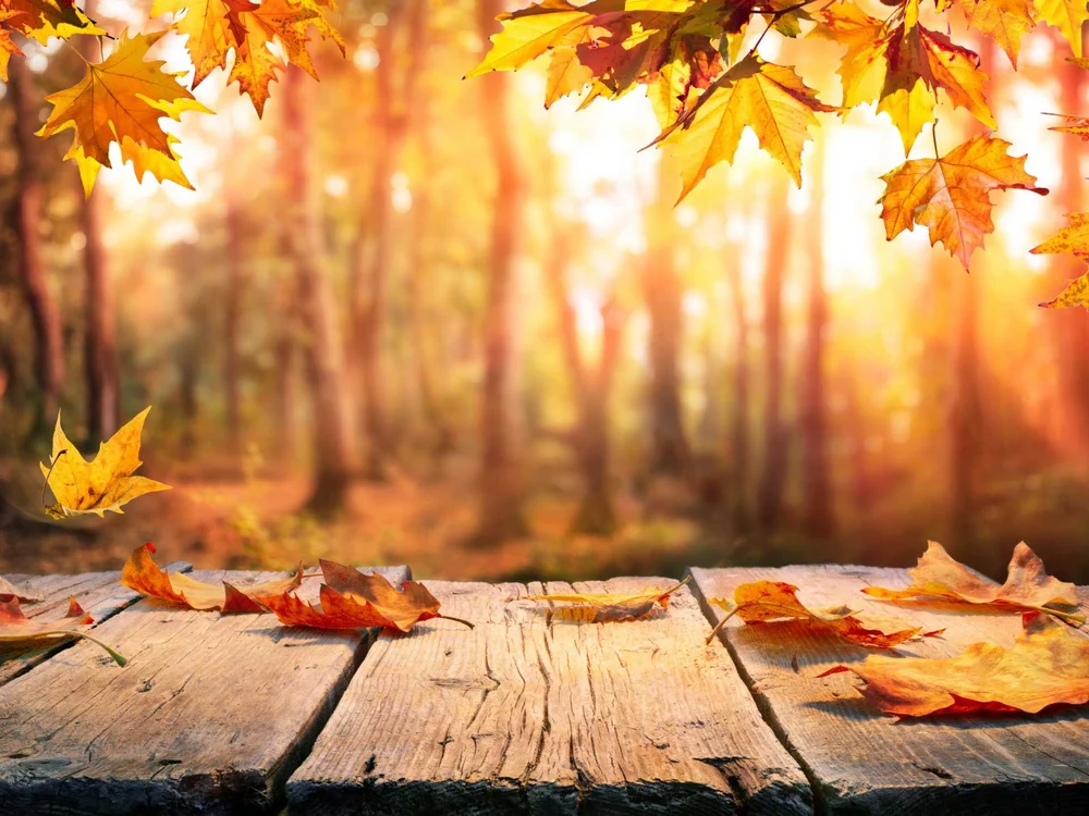 The Wisdom of Letting Go: Lessons from Trees Shedding Their Leaves in ...