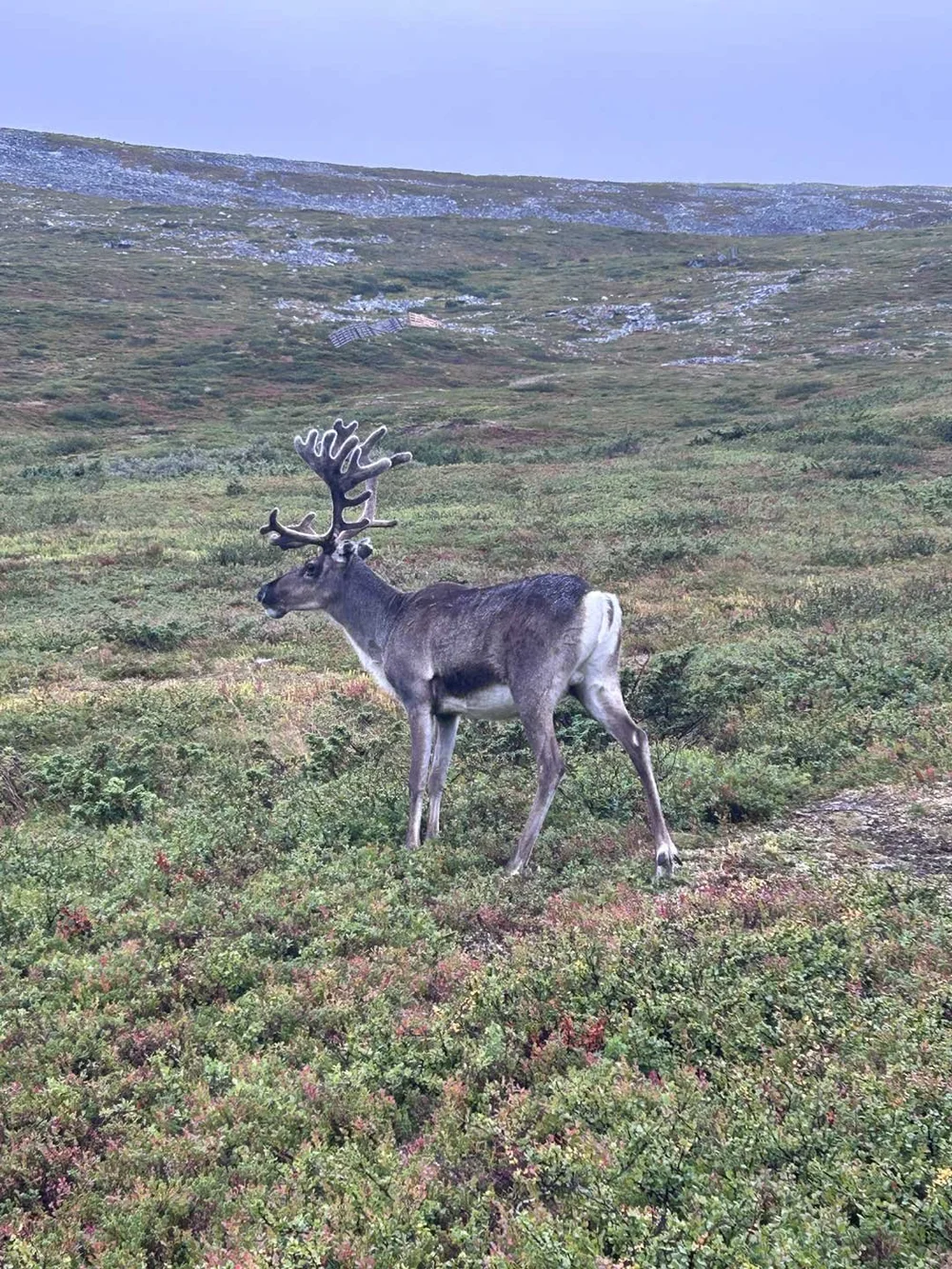What are Boreal Forests (and why are they so important)? — Forest Healing