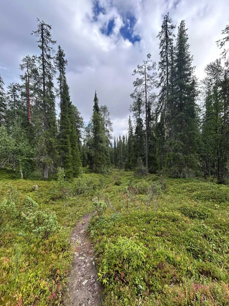 What are Boreal Forests (and why are they so important)? — Forest Healing