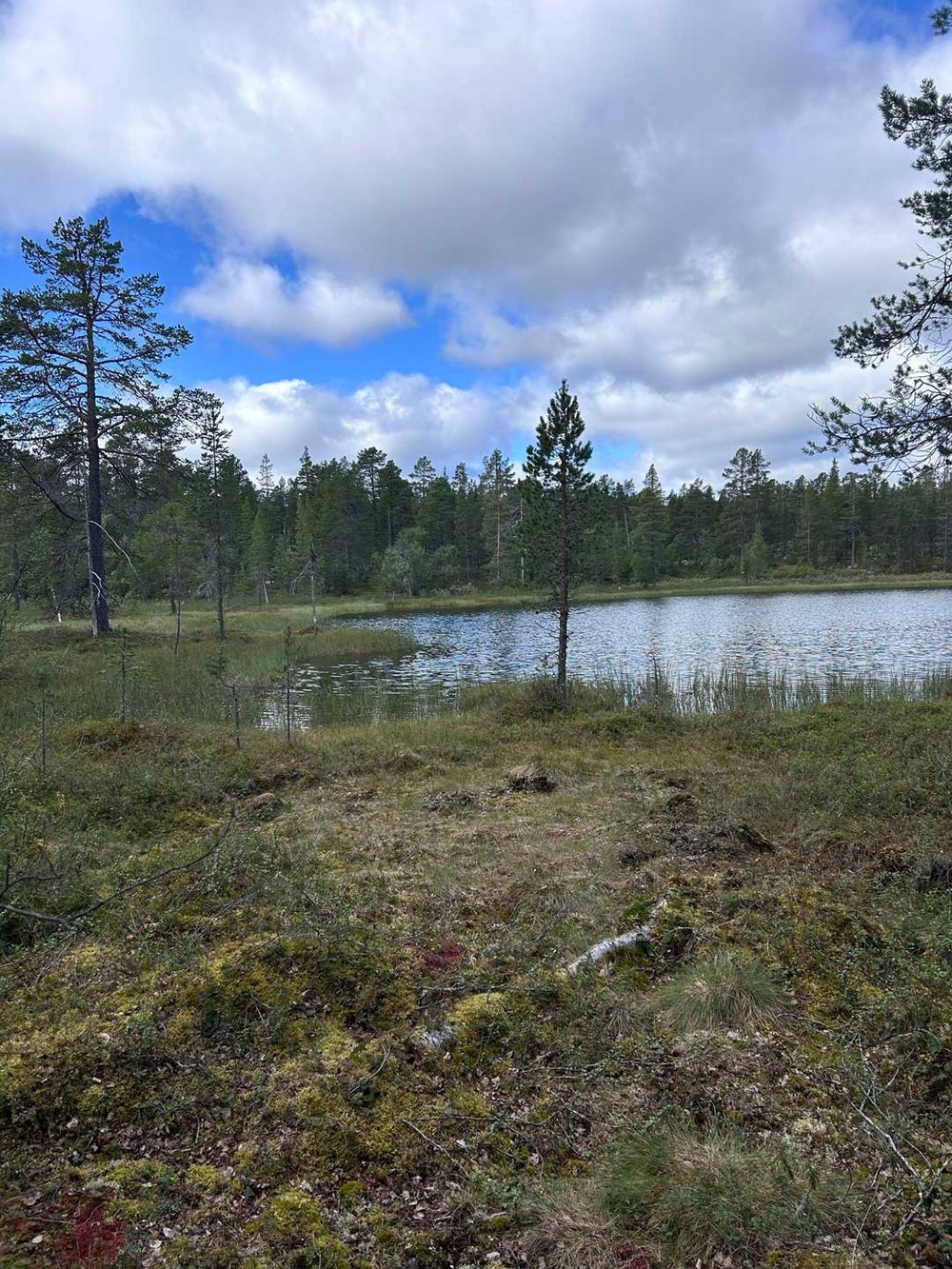What are Boreal Forests (and why are they so important)? — Forest Healing