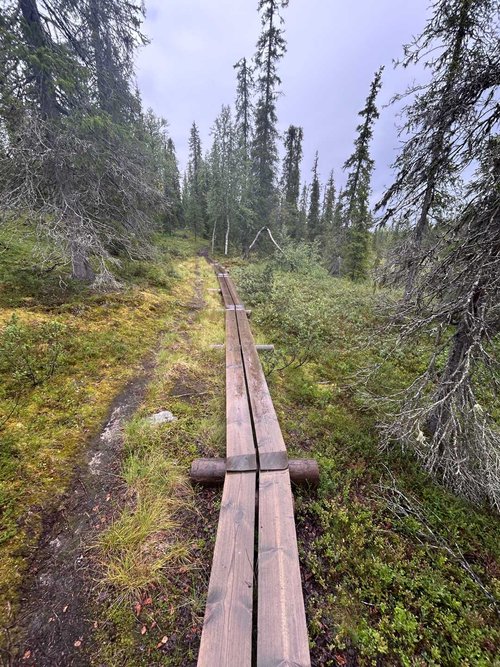 What are Boreal Forests (and why are they so important)? — Forest Healing