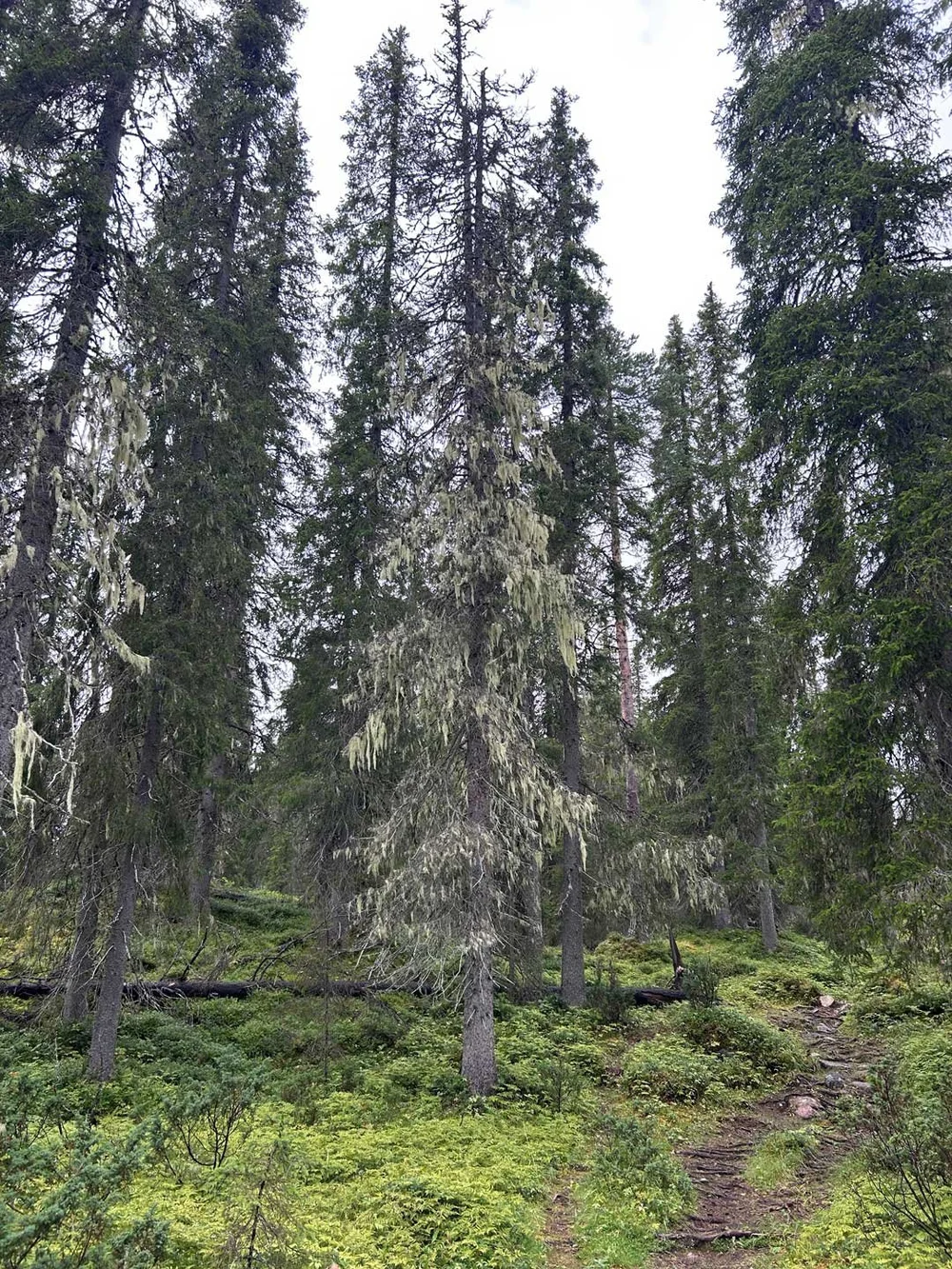 What are Boreal Forests (and why are they so important)? — Forest Healing