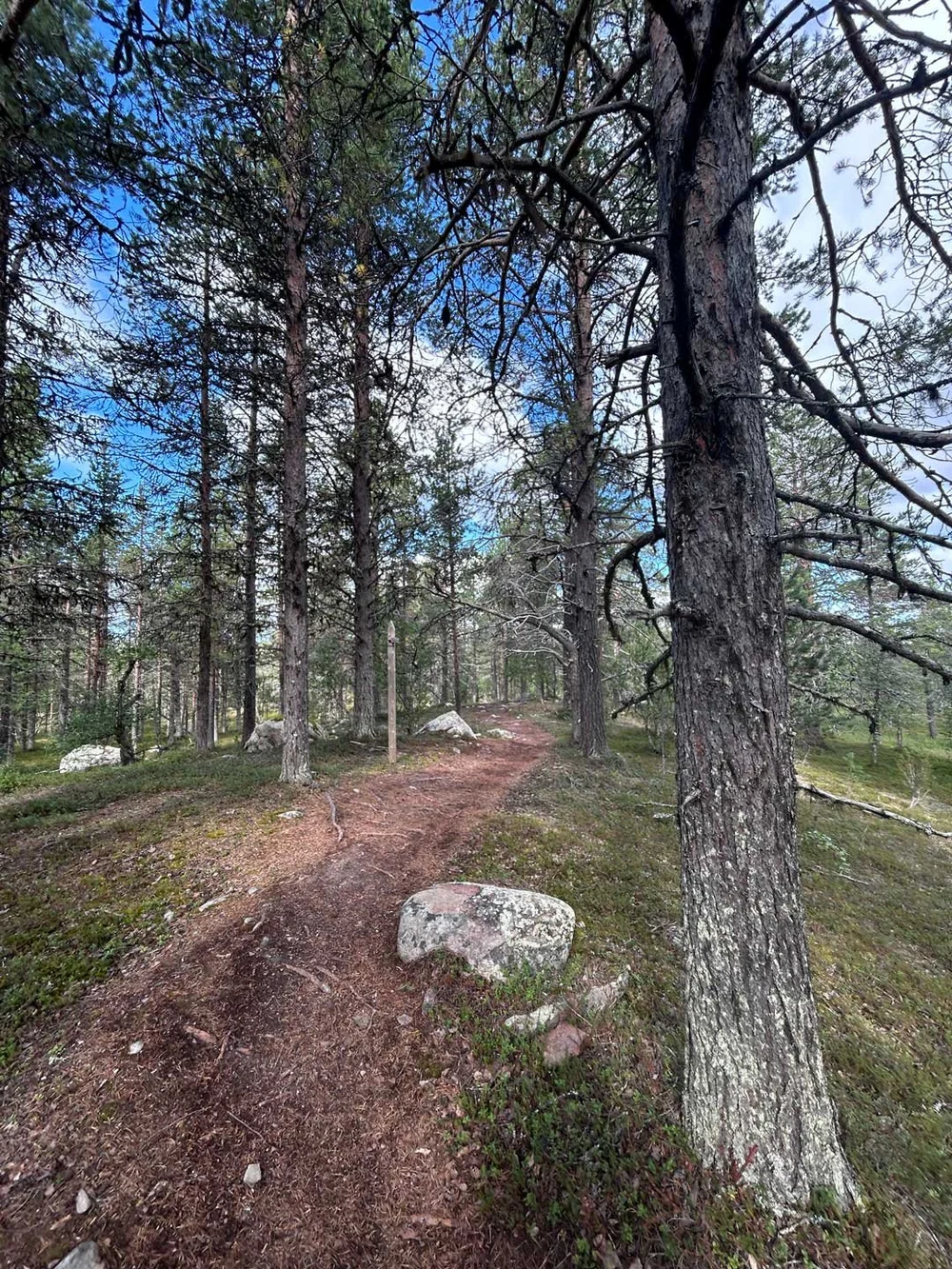 What are Boreal Forests (and why are they so important)? — Forest Healing
