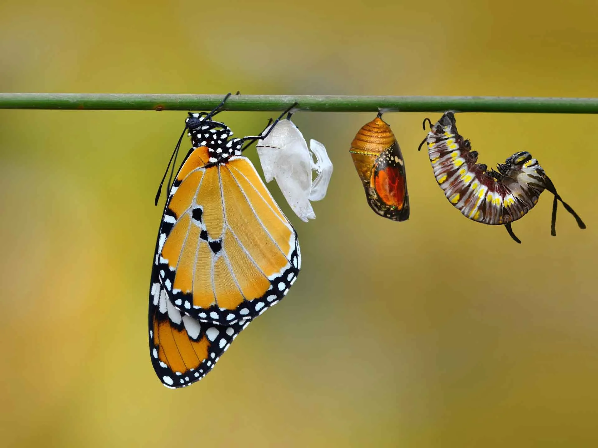 Finding Metaphors For Life in Nature — Forest Healing