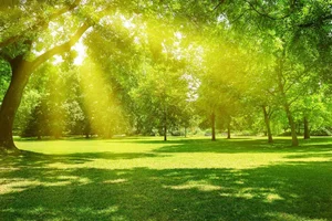Green Therapies: Exploring the Impact of the Colour Green on Emotional ...