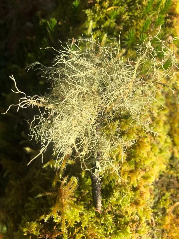 The Difference Between Lichens and Mosses — Forest Healing