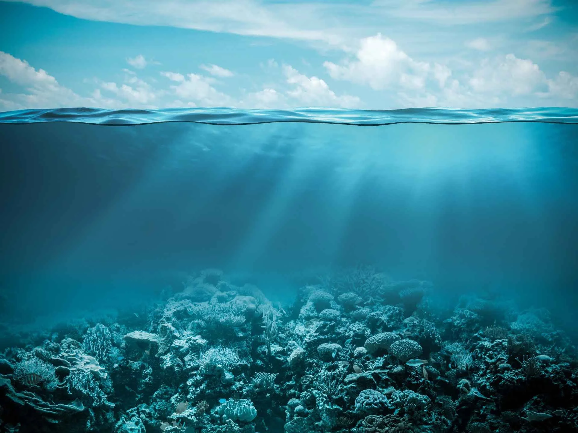 Finding Metaphors For Life in Nature — Forest Healing