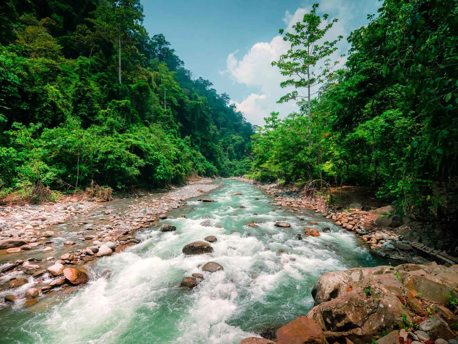 Finding Metaphors For Life in Nature — Forest Healing