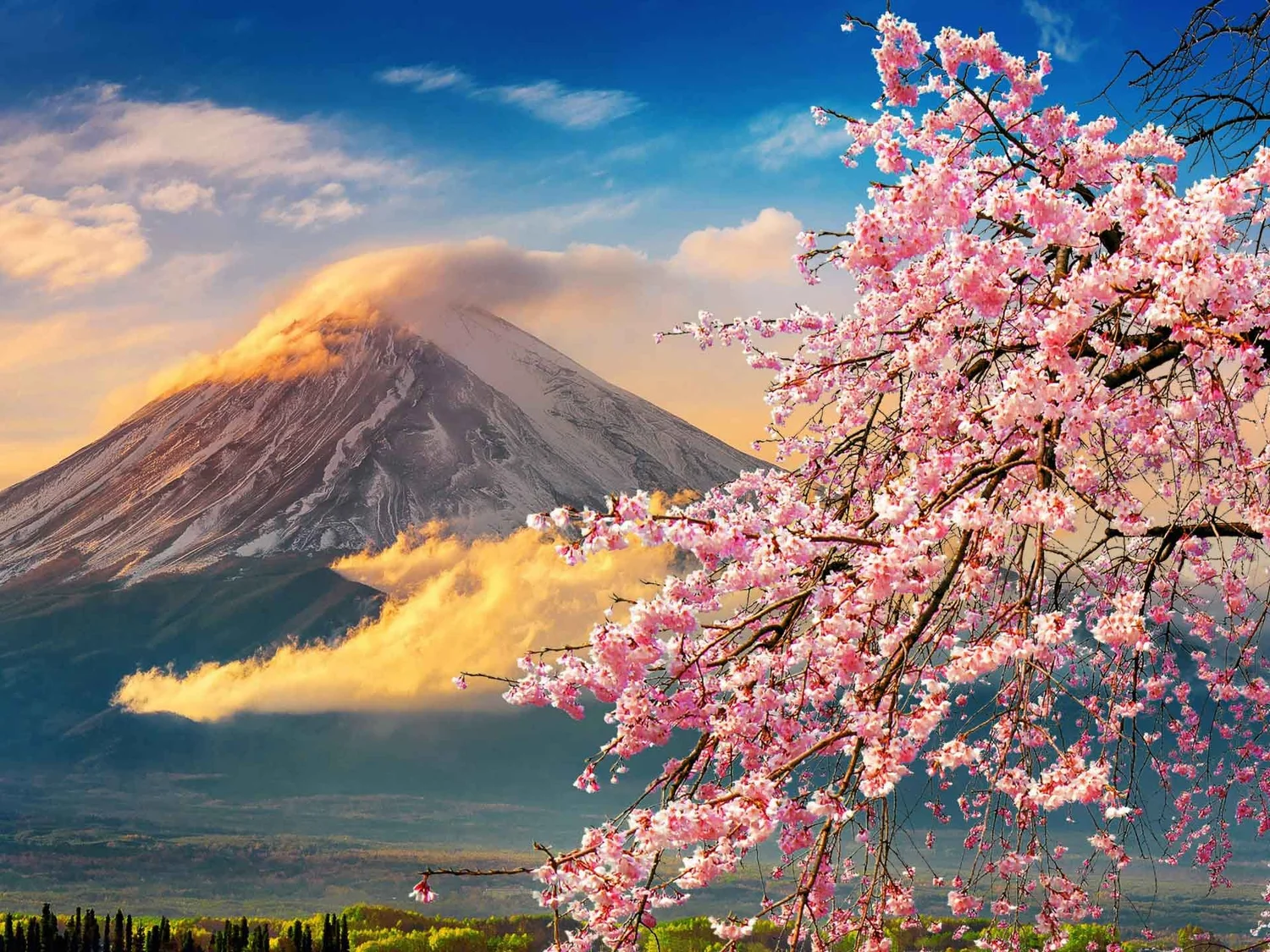 The History and Cultural Significance of Forest Bathing in Japan ...