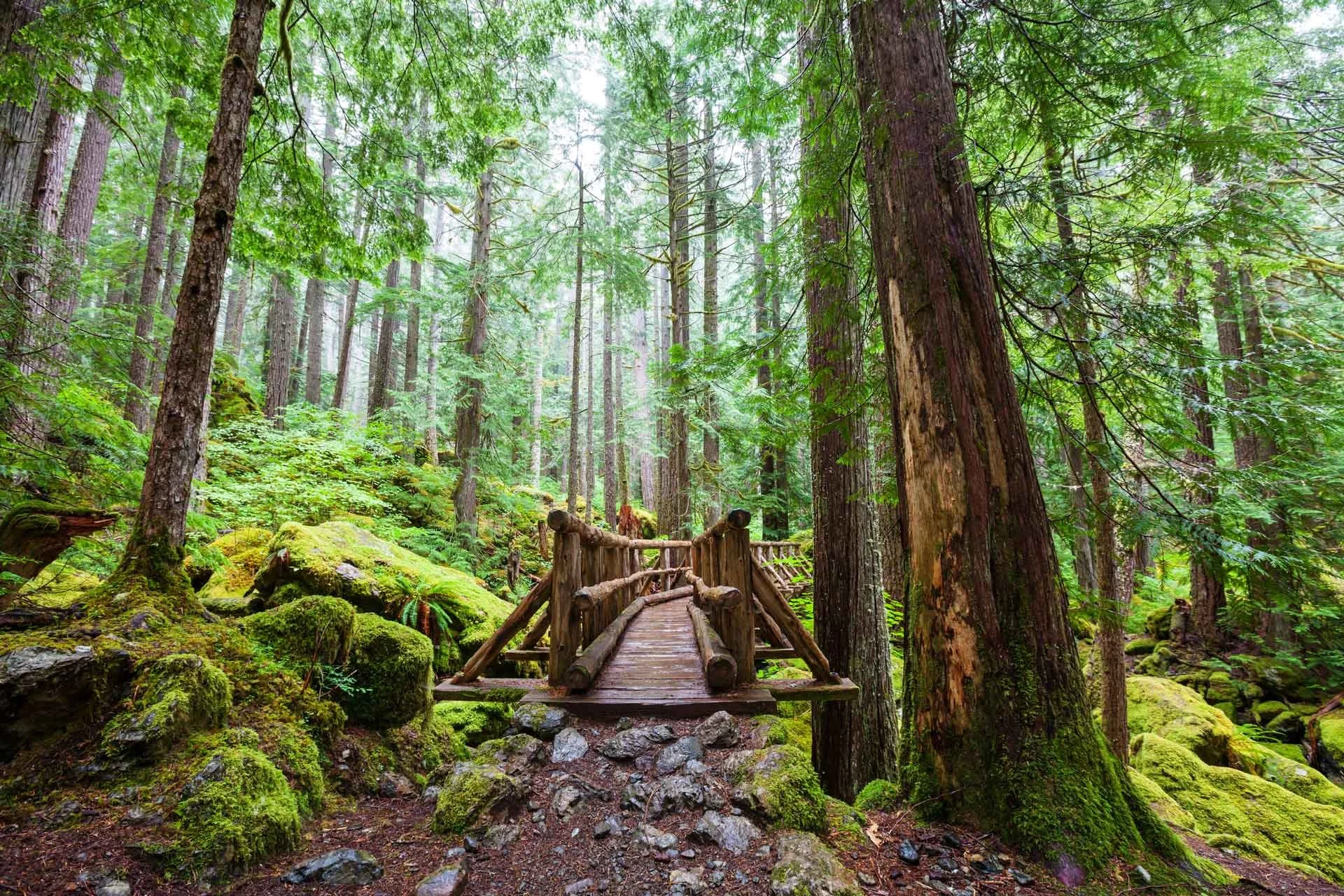 About An Darach Forest Therapy — An Darach Forest Therapy