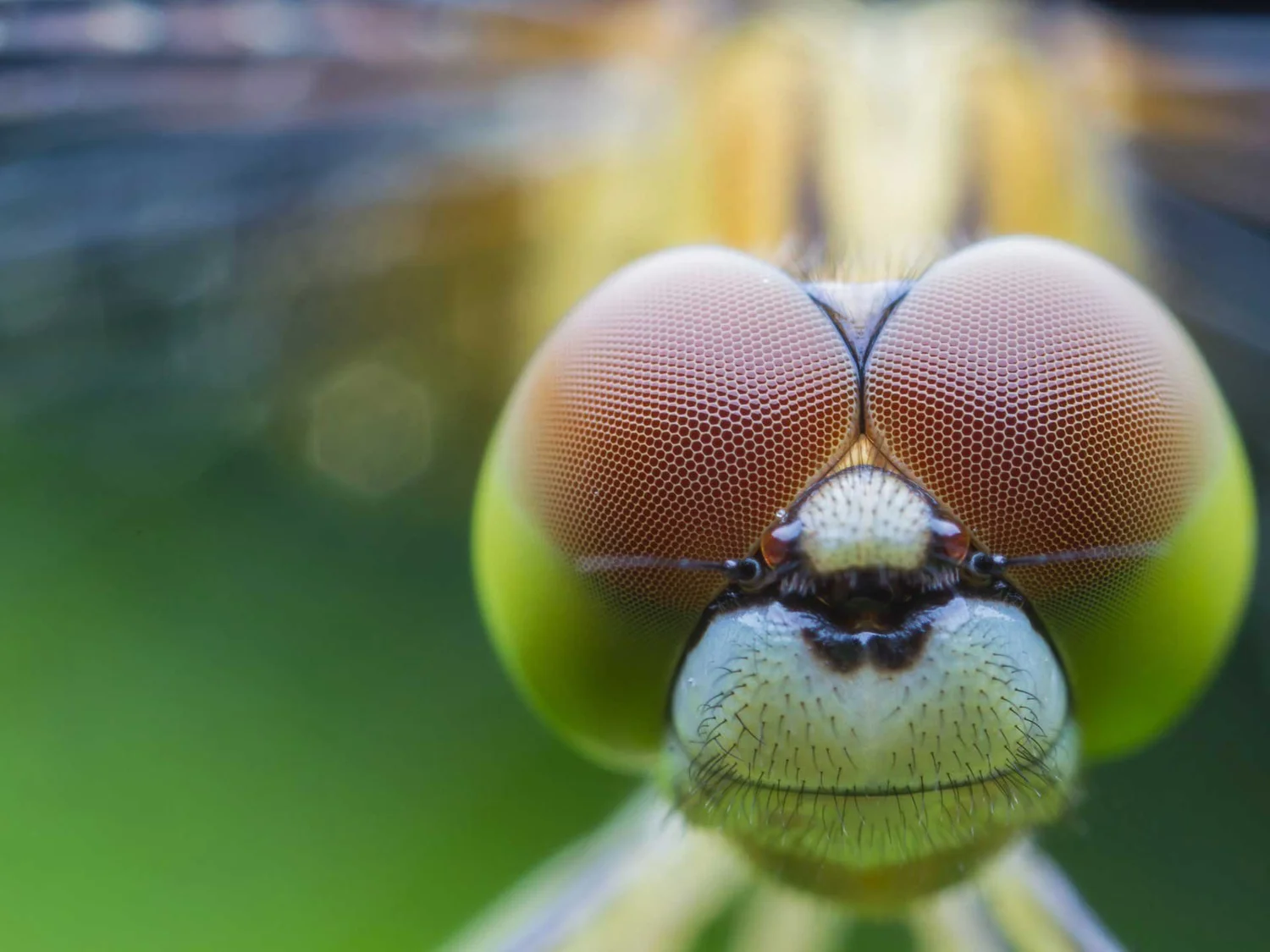 The Fascinating World of Dragonflies - One of Our Most Aerodynamic ...