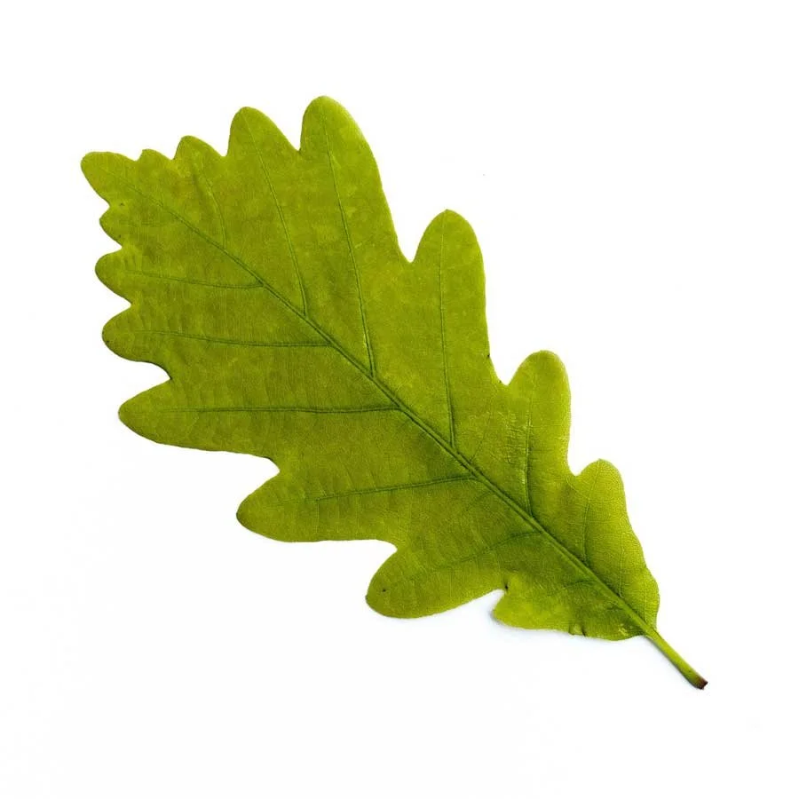 The Different Oak Trees Native to the UK — Forest Healing