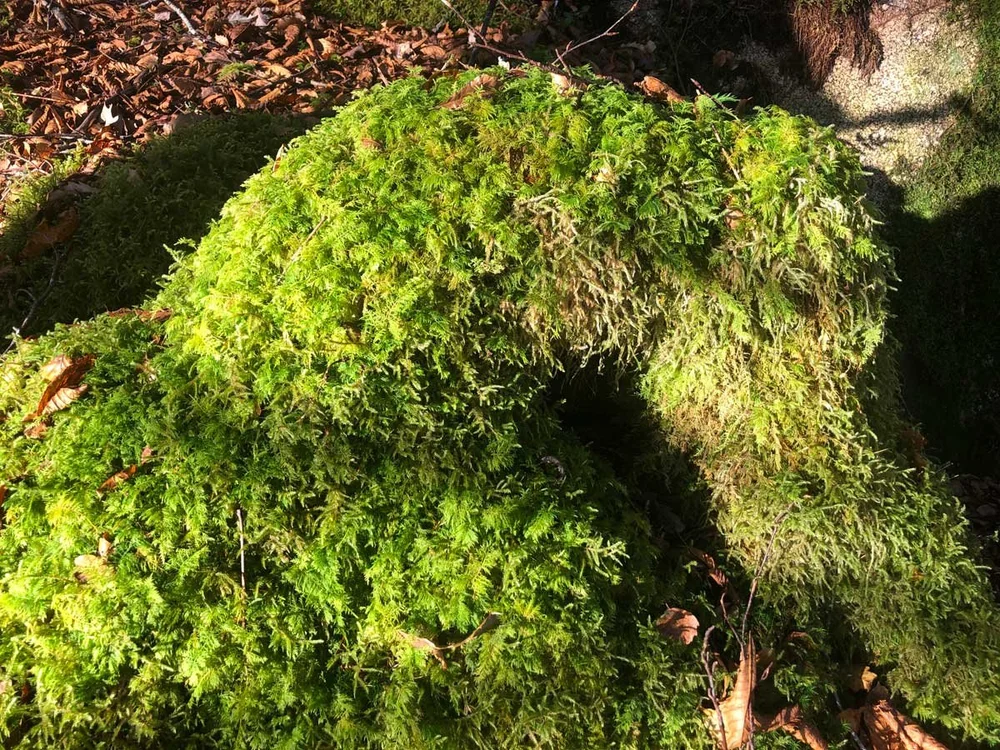 The Difference Between Lichens and Mosses — Forest Healing