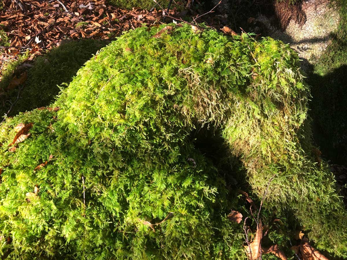 The Difference Between Lichens and Mosses — Forest Healing