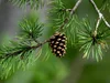 The Differences Between Angiosperm and Gymnosperm Trees — Forest Healing