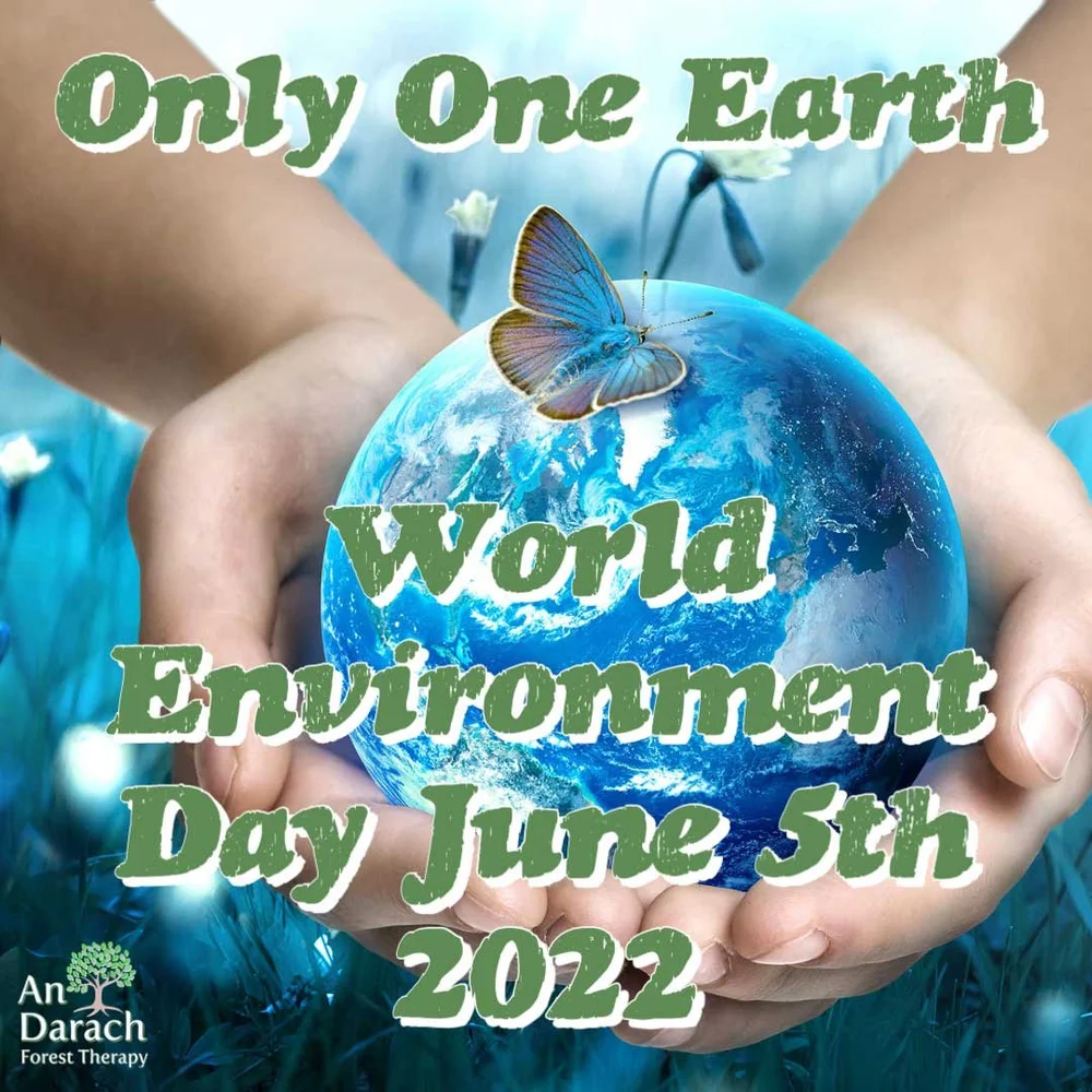 The Environmental Benefits of Increased Nature Connection — Forest Healing