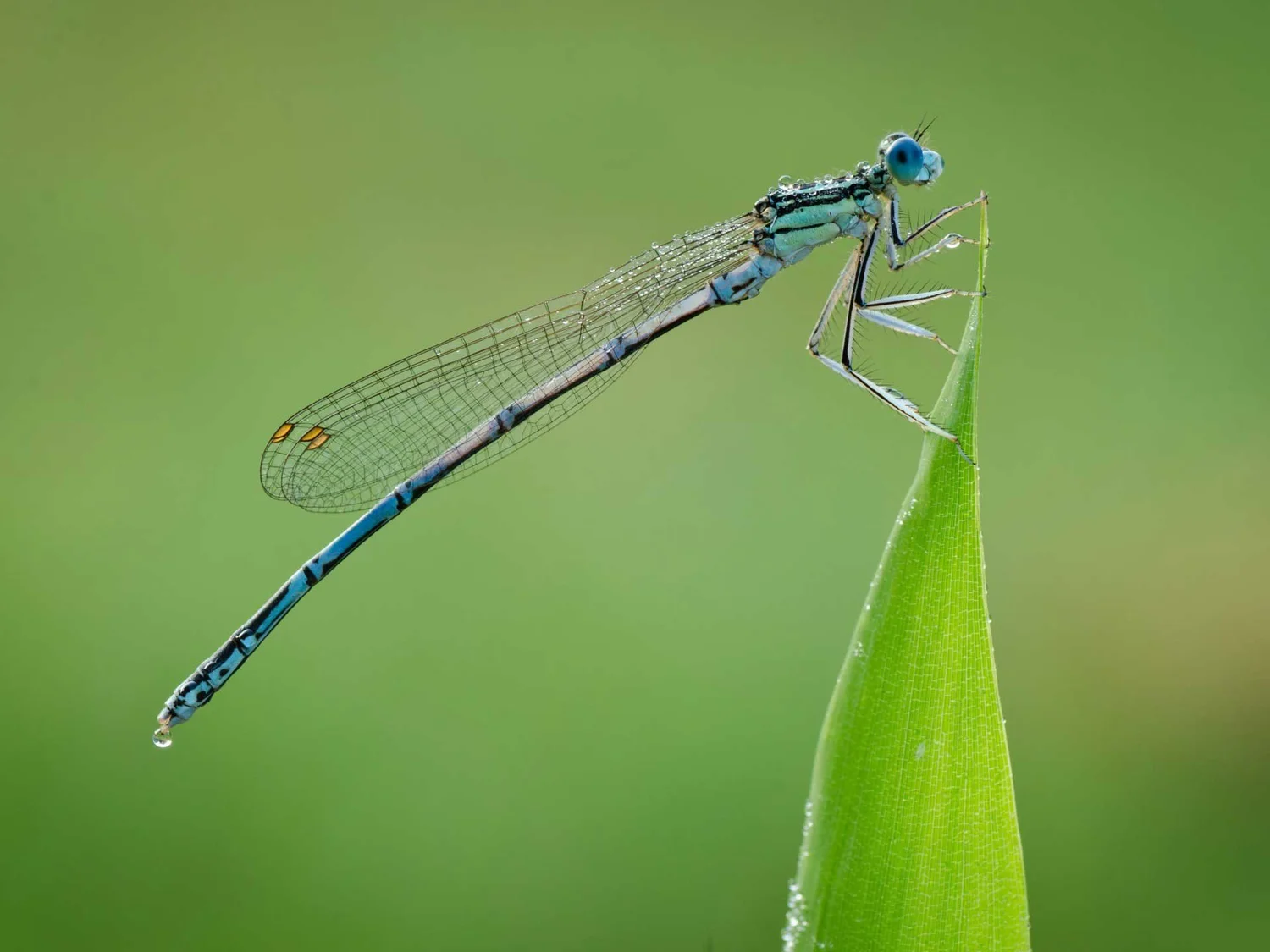 The Fascinating World of Dragonflies - One of Our Most Aerodynamic ...