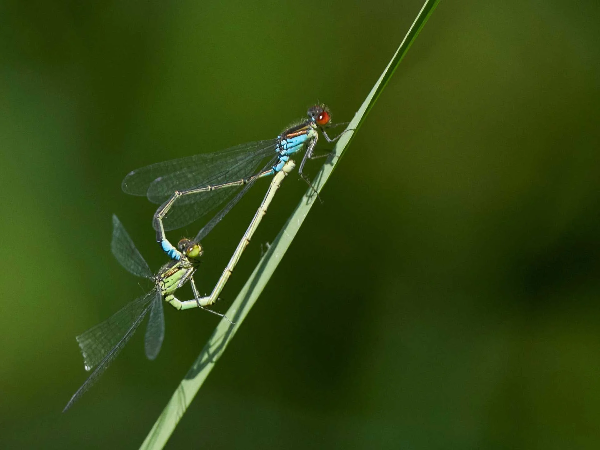 The Fascinating World of Dragonflies - One of Our Most Aerodynamic ...