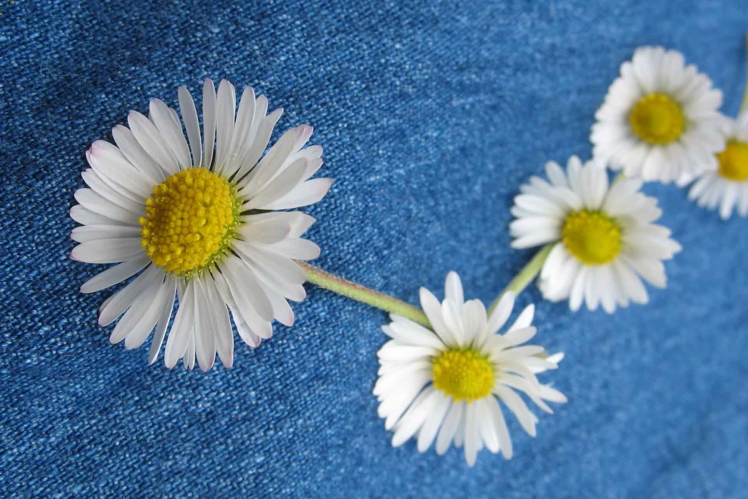 Project Eudaimonia - Part Two — Forest Healing