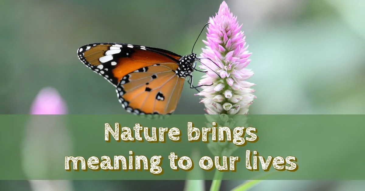 Pathways to Connection with Nature — Forest Healing