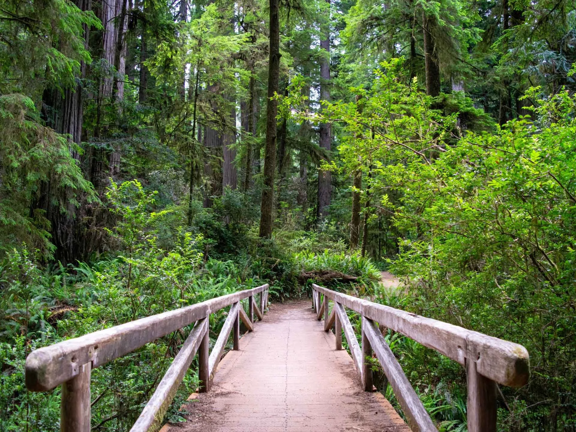 Exploring Liminality in Forest Bathing — A Journey Through the In ...