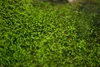 The Marvels of Mosses: Their Ecological and Health Benefits — Forest ...