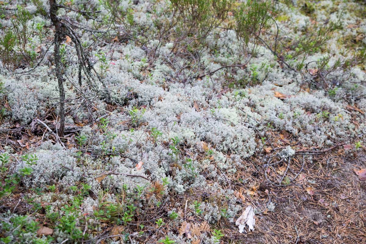 The Difference Between Lichens and Mosses — Forest Healing