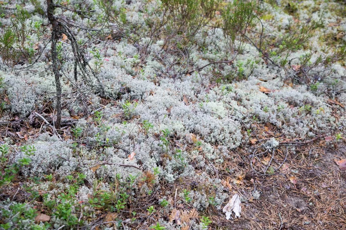 The Difference Between Lichens and Mosses — Forest Healing