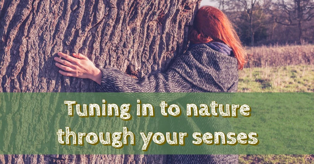 Pathways to Connection with Nature — Forest Healing