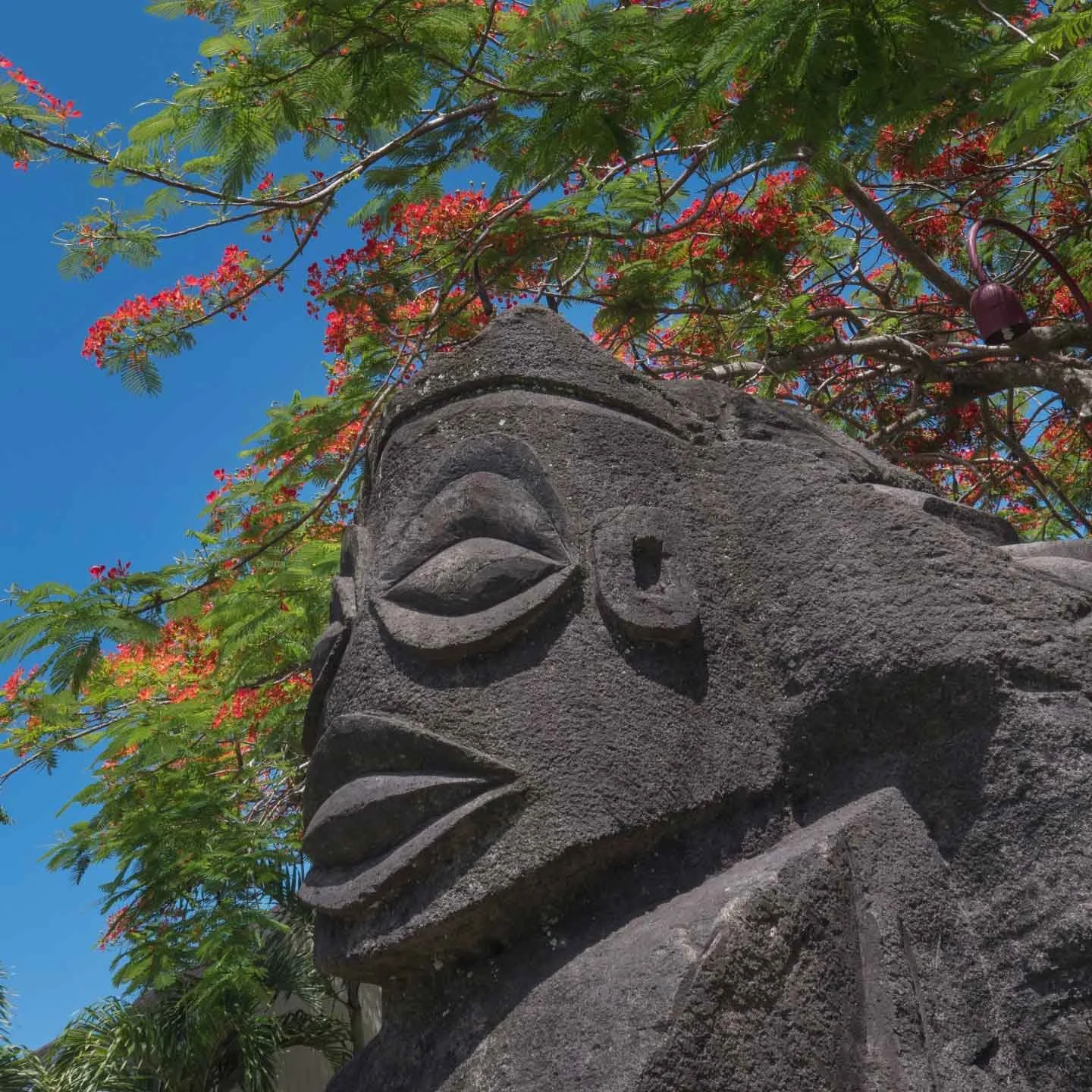 Exploring Indigenous Beliefs About Trees and Their Connection to Them ...