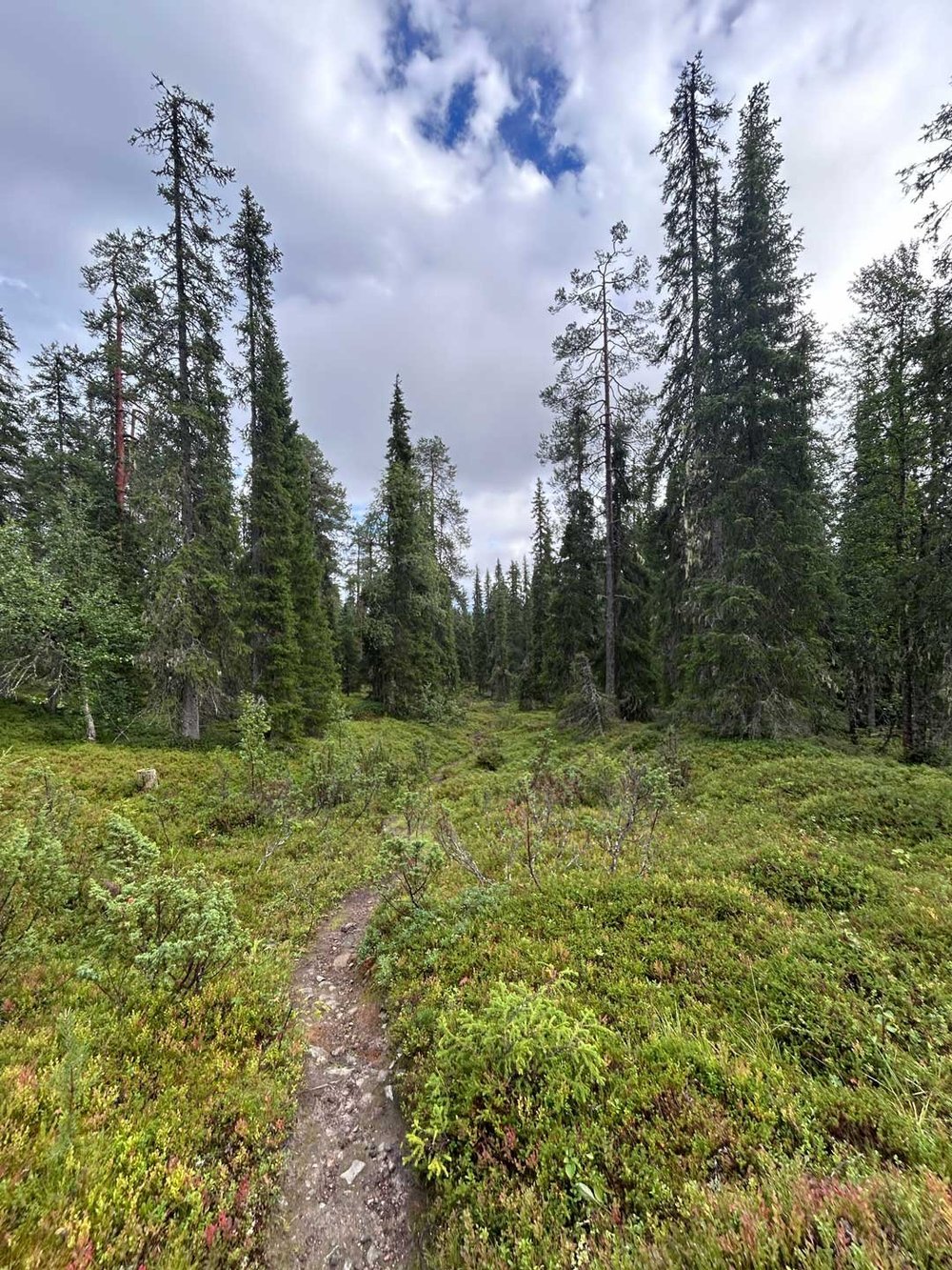 What are Boreal Forests (and why are they so important)? — Forest Healing
