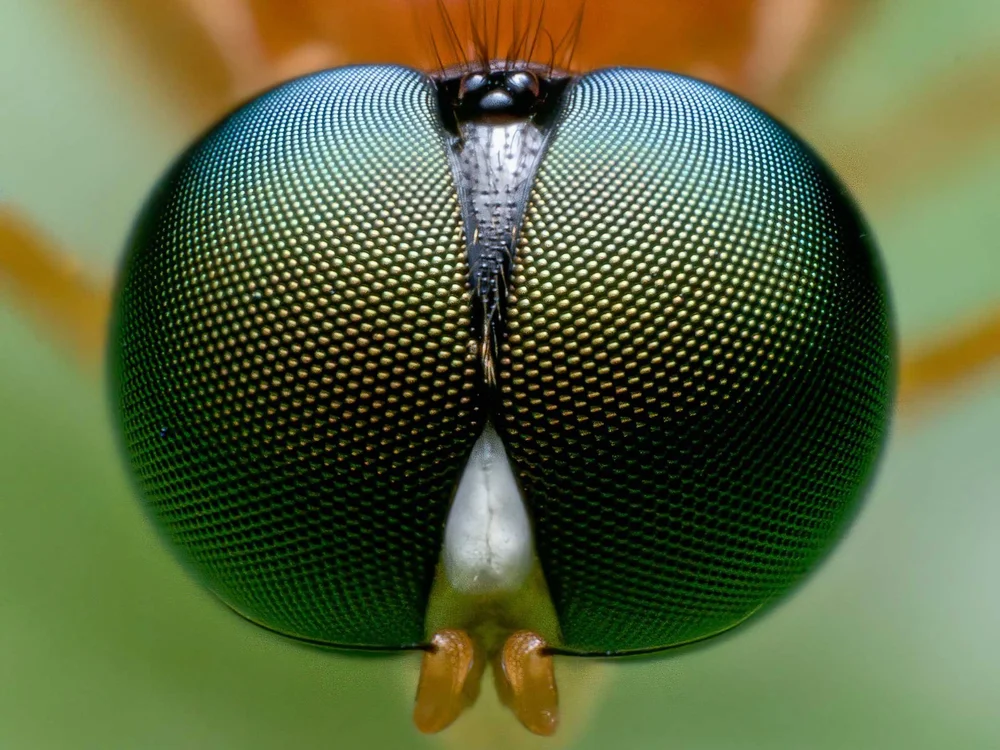 The Fascinating World of Dragonflies - One of Our Most Aerodynamic ...