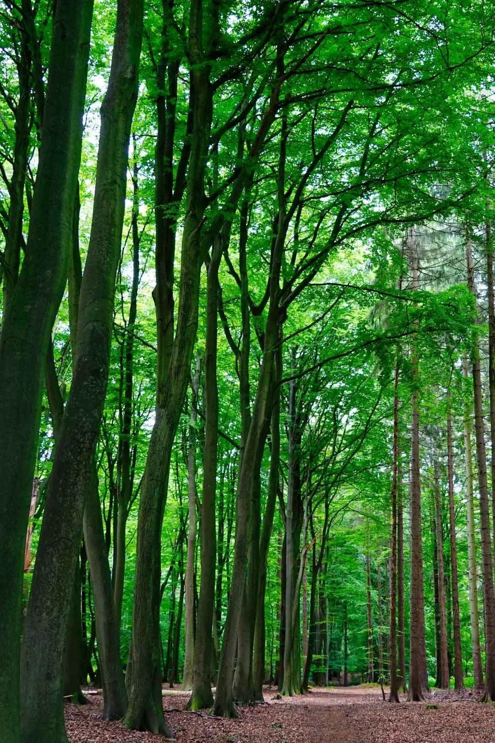 Green Therapies: Exploring the Impact of the Colour Green on Emotional ...