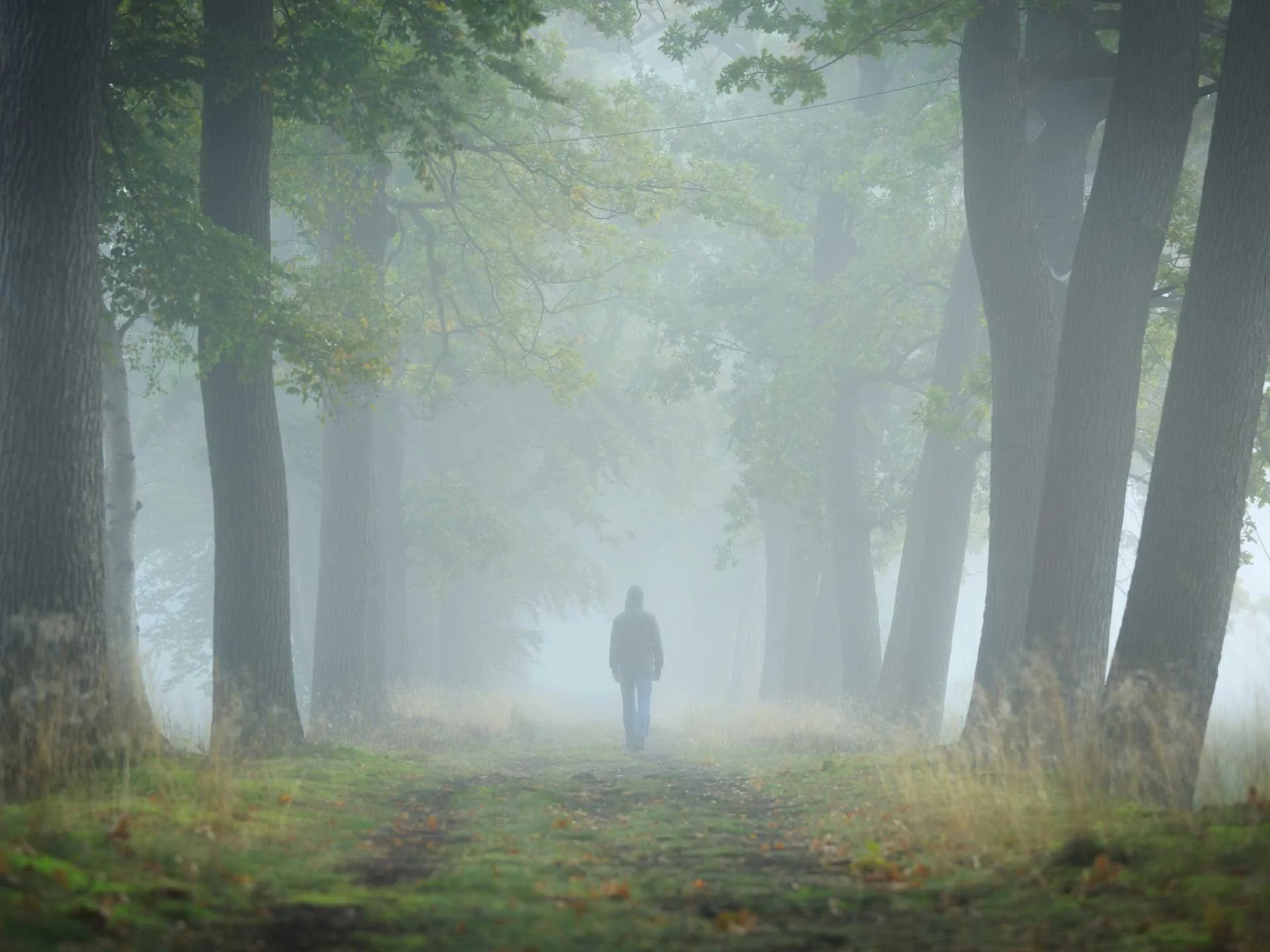 Coping With Grief Through Nature Connection — Forest Healing