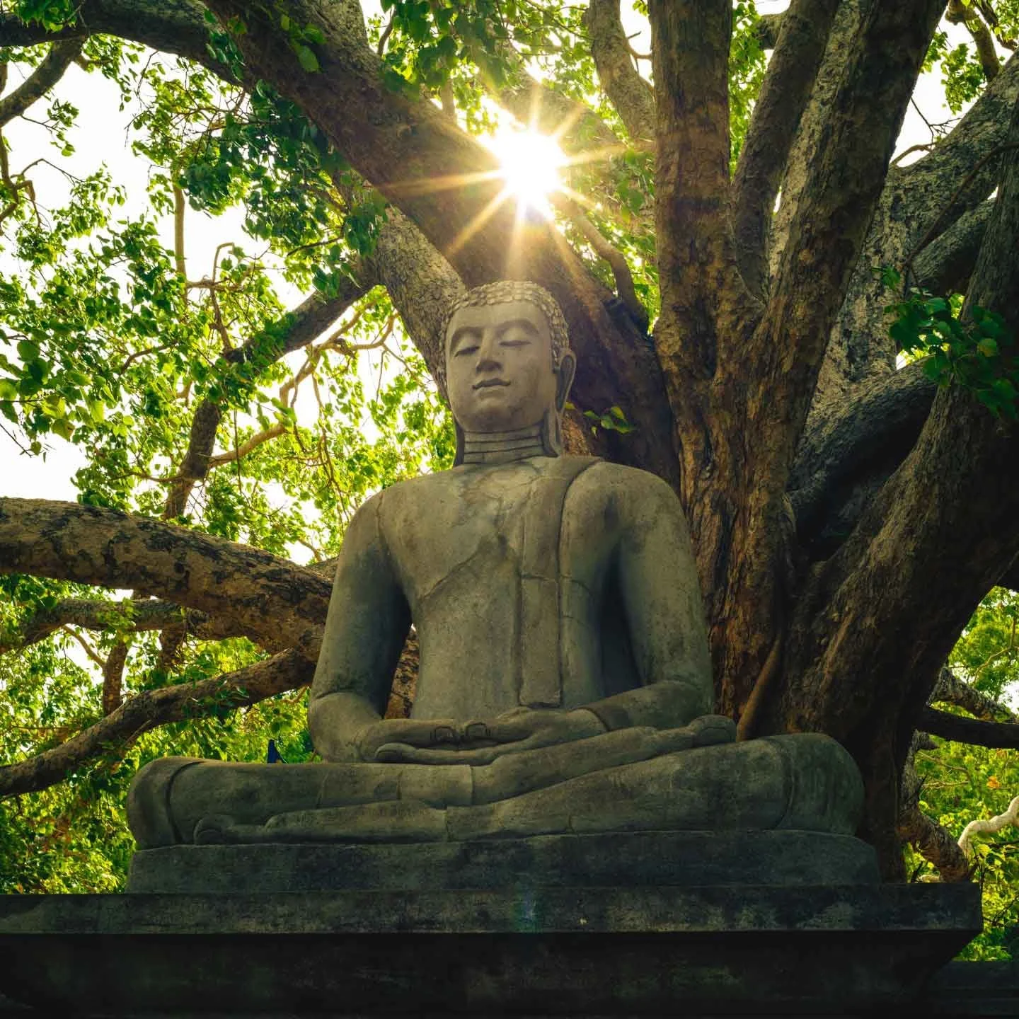 Exploring Indigenous Beliefs About Trees and Their Connection to Them ...