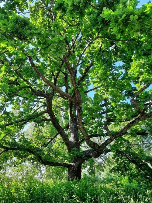 The Different Oak Trees Native to the UK — Forest Healing