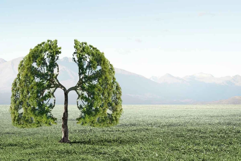 The Incredible Benefits of Trees — Forest Healing