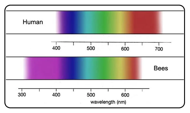 How (and What) Bees See — Forest Healing