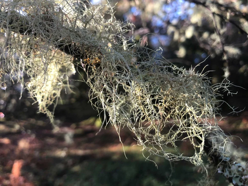 The Difference Between Lichens and Mosses — Forest Healing
