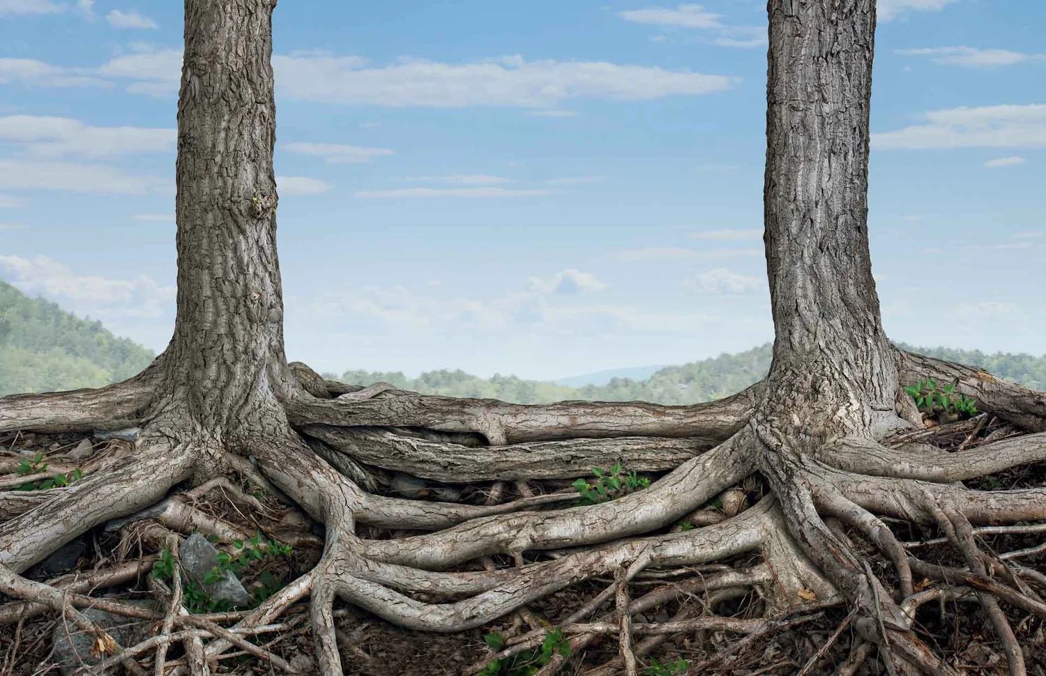 The Wood Wide Web — Forest Healing